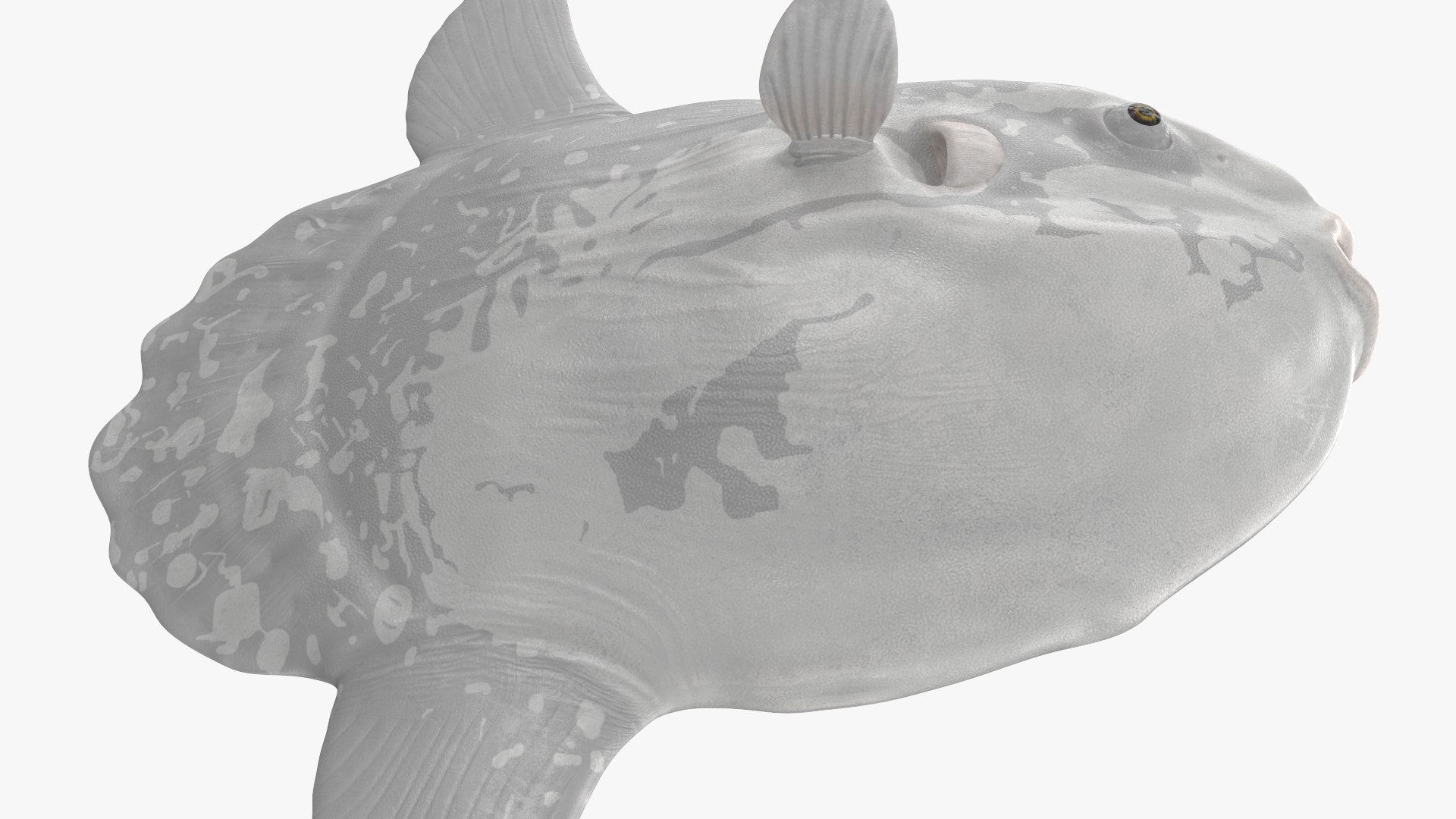 Mola Mola Ocean Sunfish Model - TurboSquid 1830135