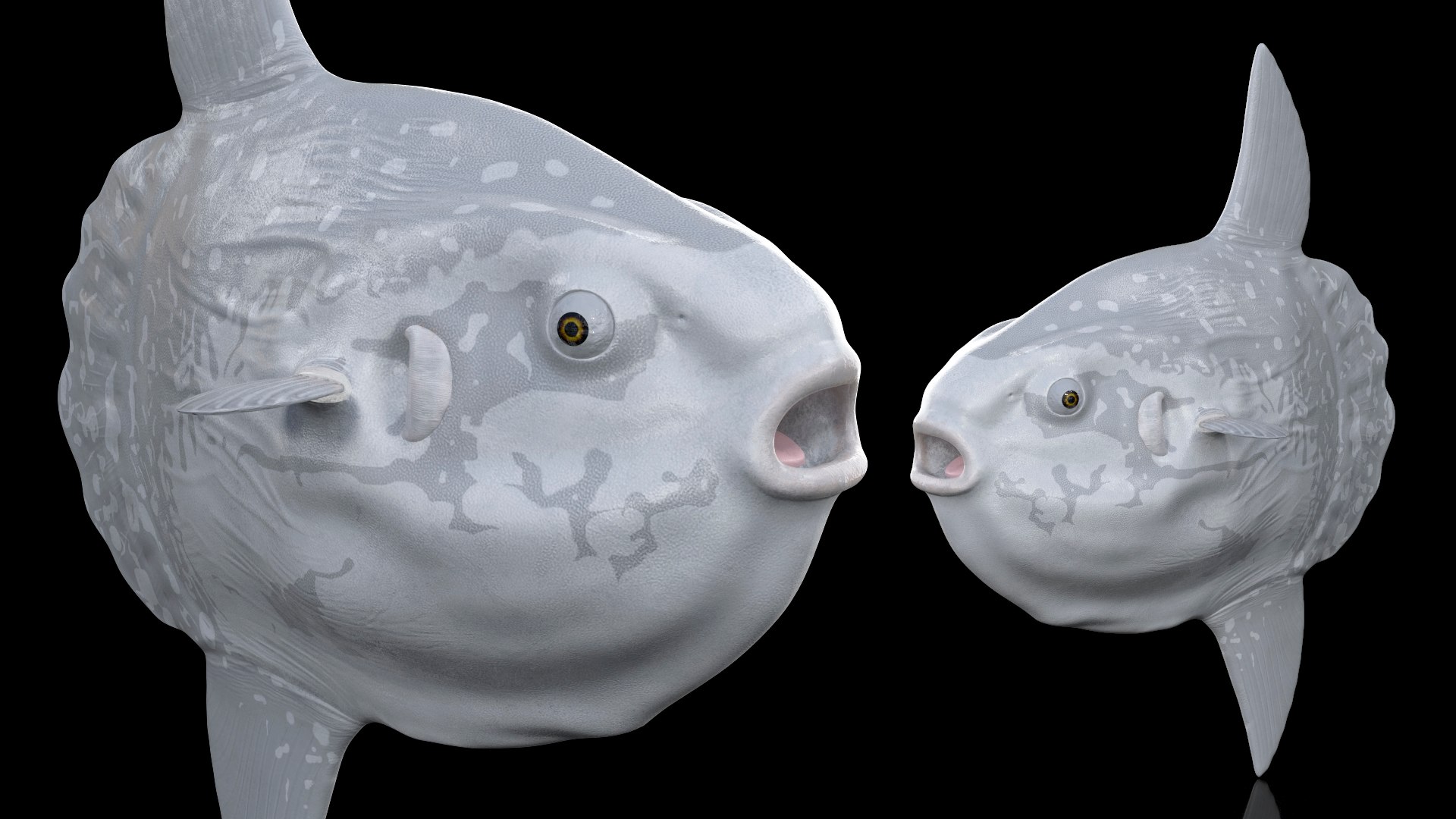 Mola Mola Ocean Sunfish Model - TurboSquid 1830135