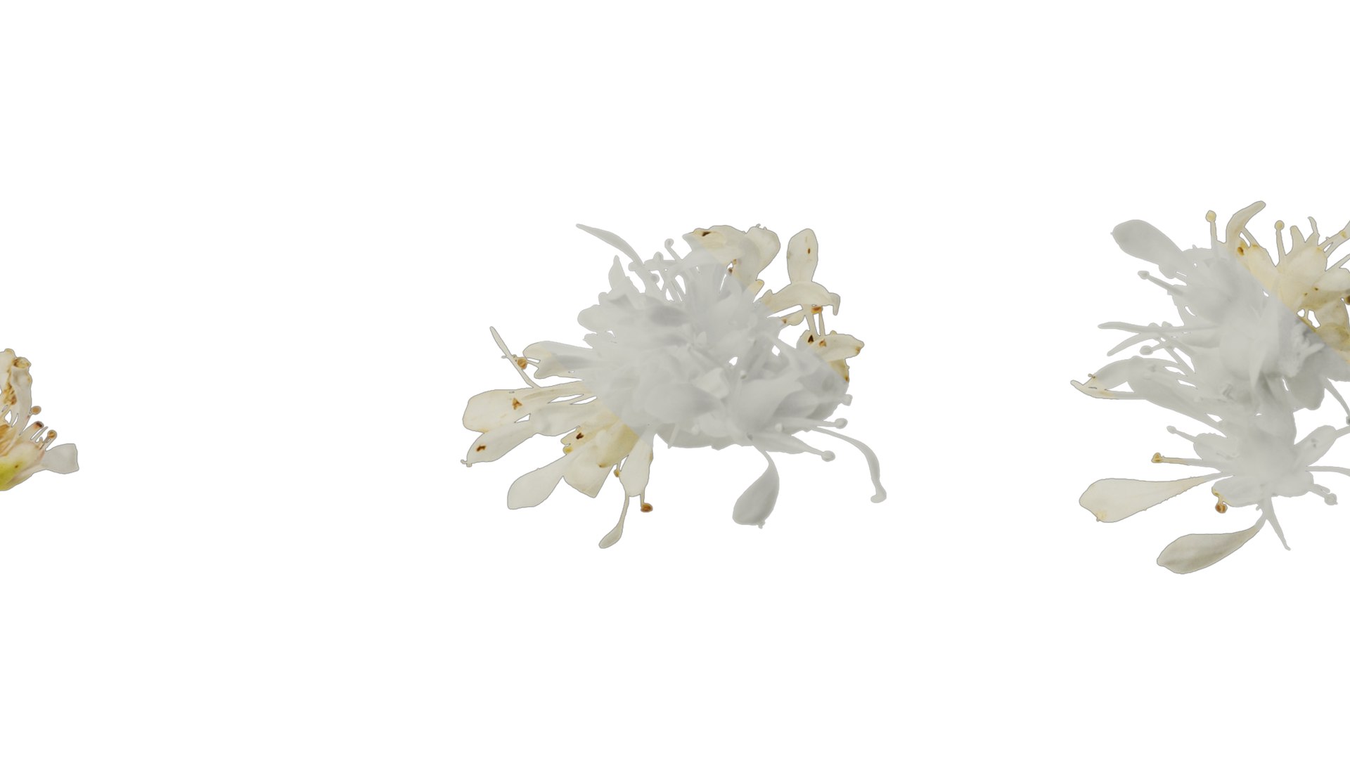 3D Anydrafts Astilbe Chinensis Flower 05 Textures Model - TurboSquid ...