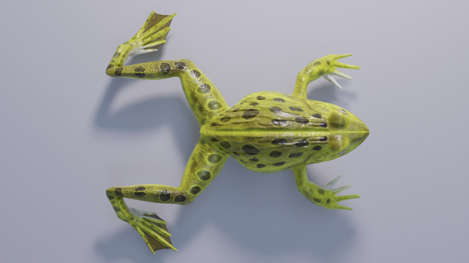 3D Model Indian Bullfrog - Animated - TurboSquid 1767340