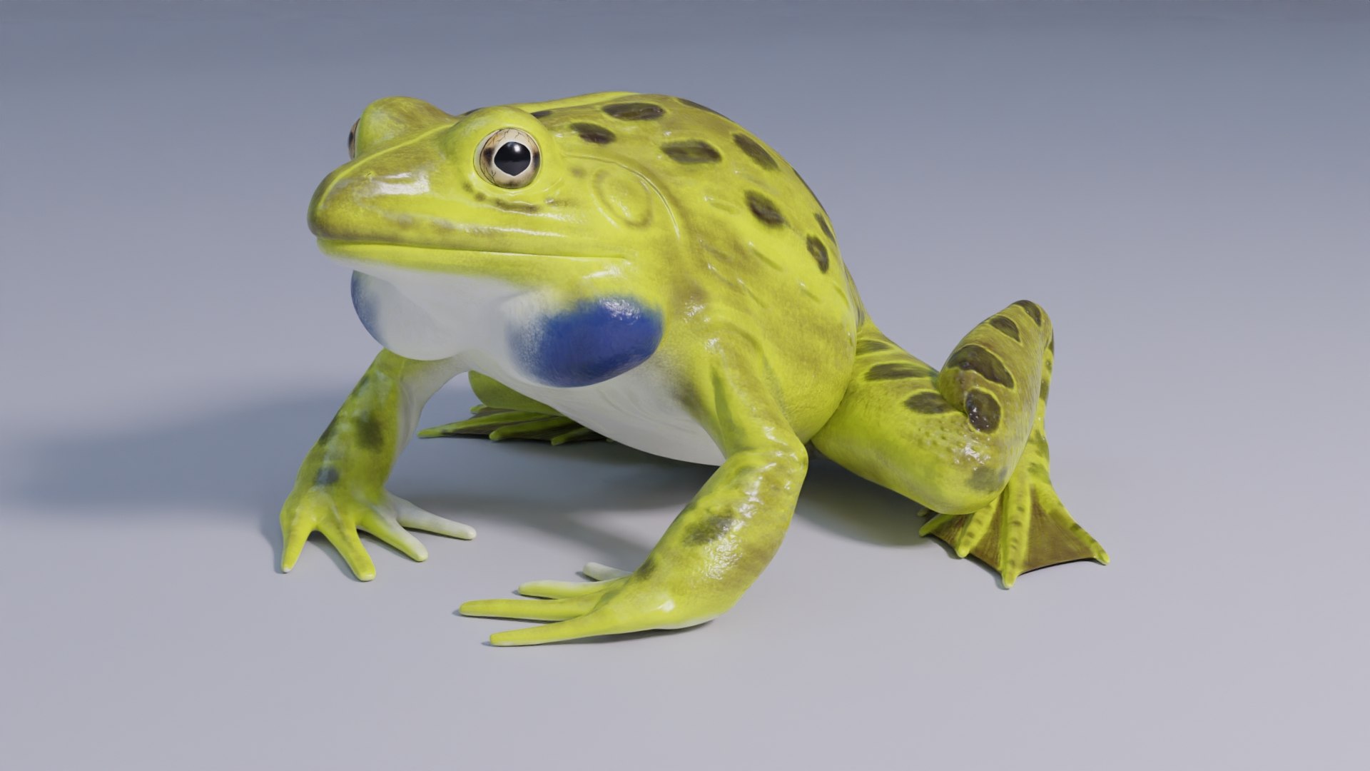 3D Model Indian Bullfrog - Animated - TurboSquid 1767340
