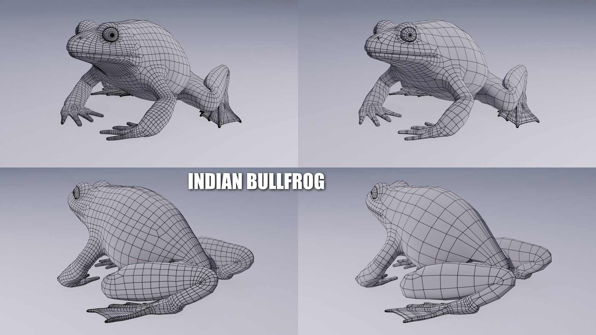 3D Model Indian Bullfrog - Animated - TurboSquid 1767340