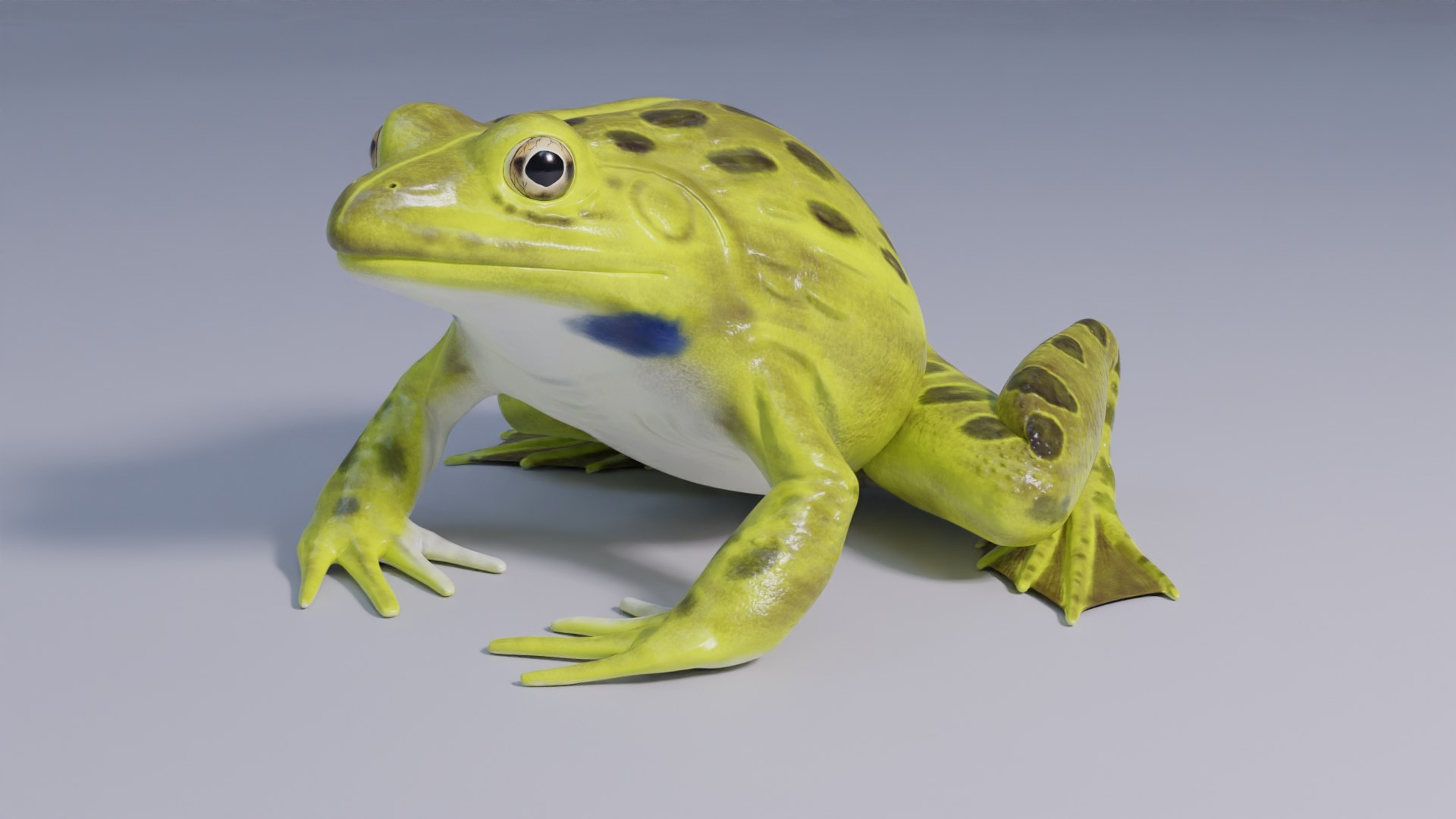 3D Model Indian Bullfrog - Animated - TurboSquid 1767340