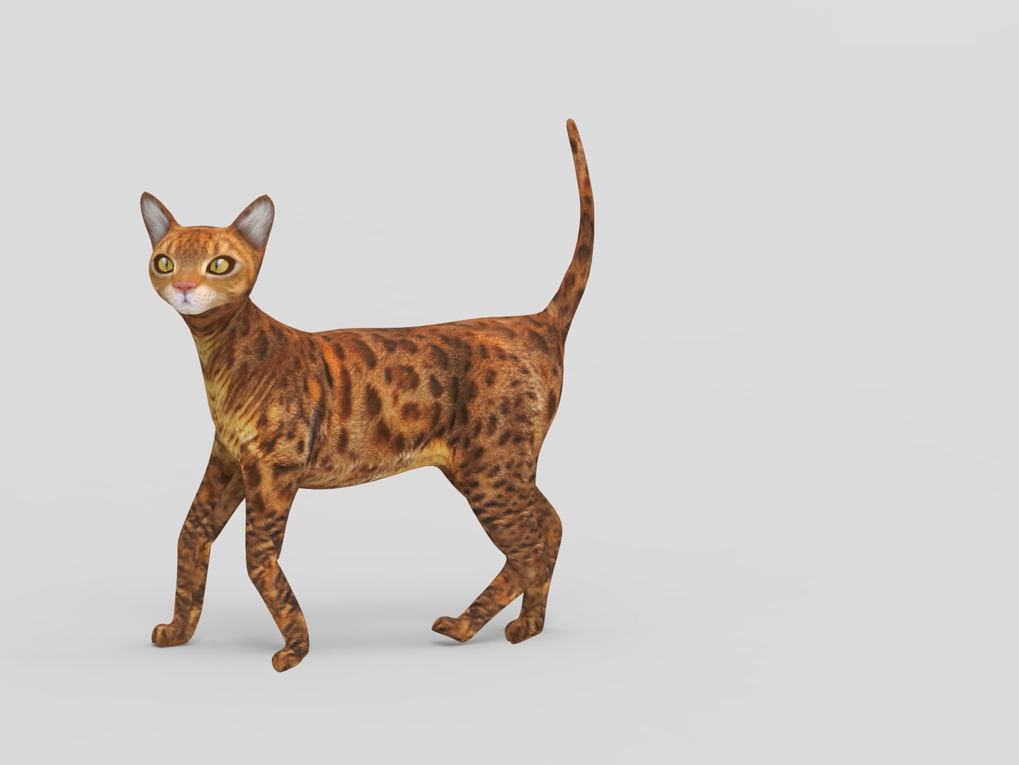 Cat rigged 3D model - TurboSquid 1161442