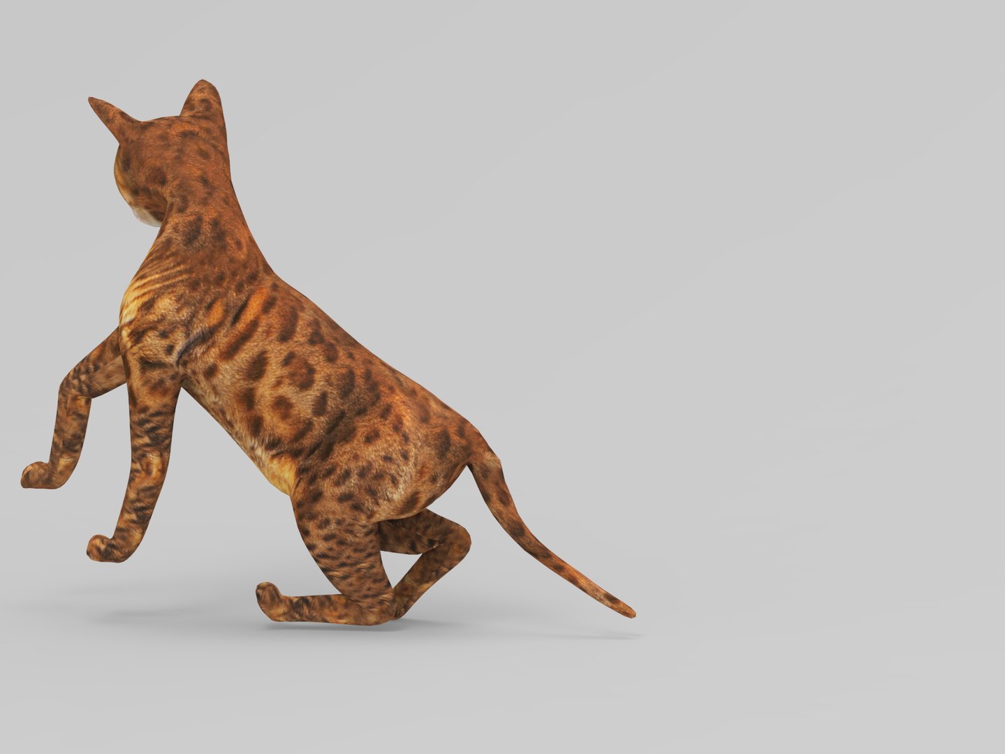 Cat Rigged 3D Model - TurboSquid 1161442