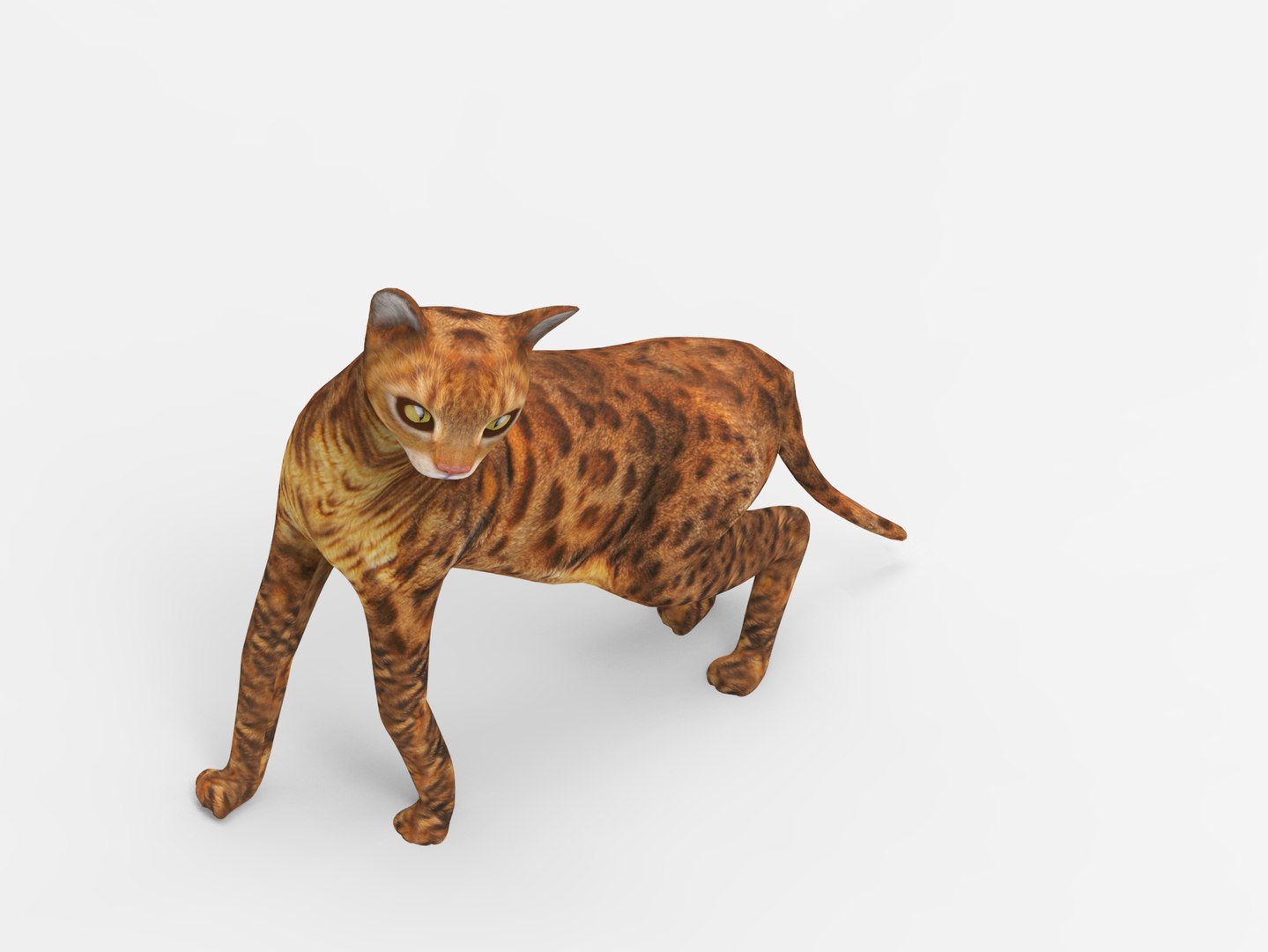 Cat rigged 3D model - TurboSquid 1161442