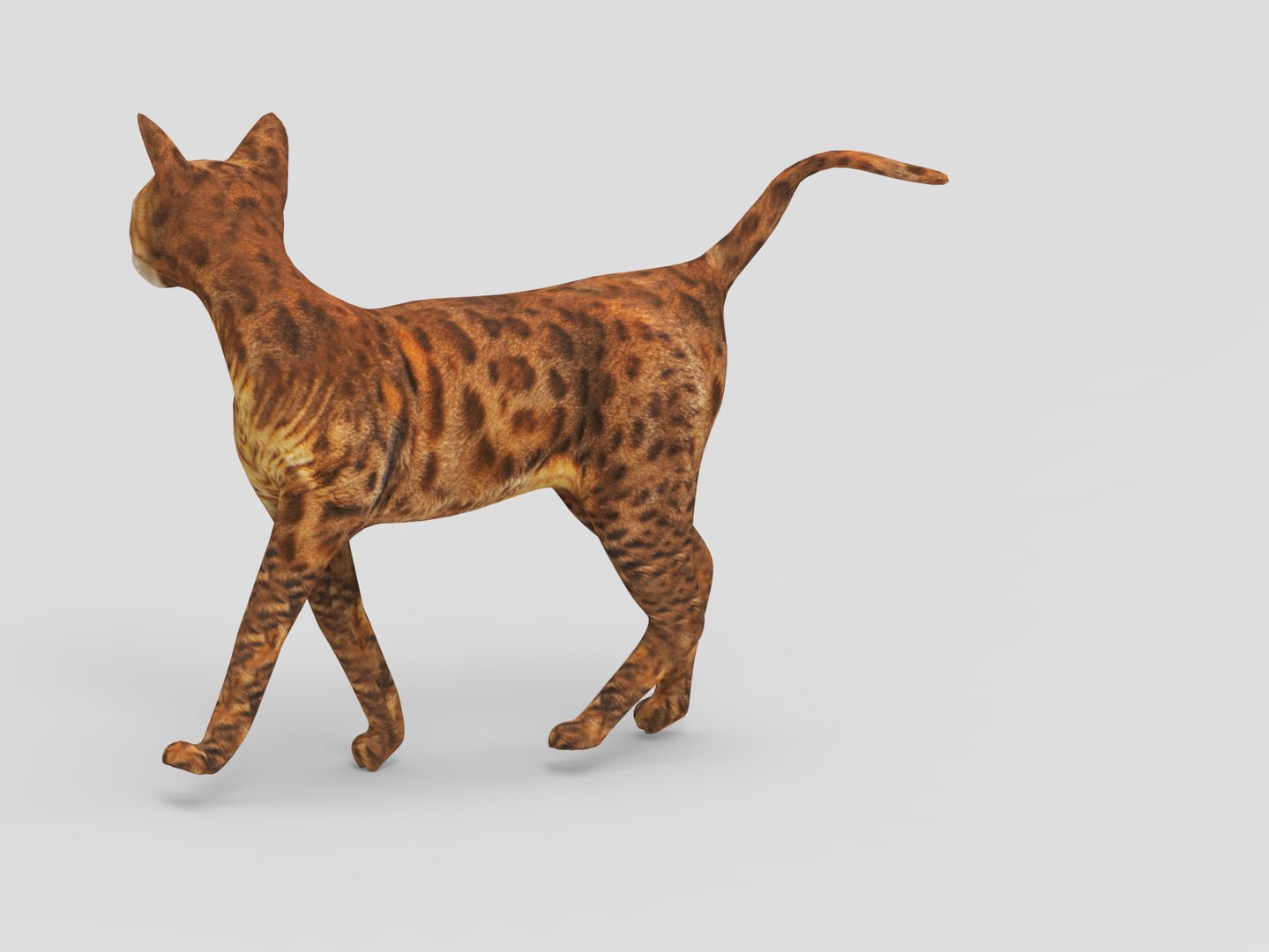 Cat Rigged 3D Model - TurboSquid 1161442