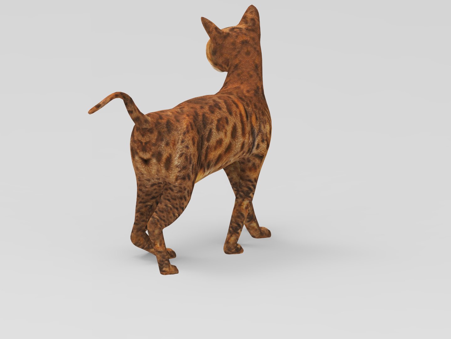 Cat Rigged 3D Model - TurboSquid 1161442
