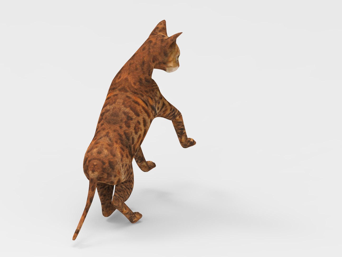 Cat Rigged 3D Model - TurboSquid 1161442