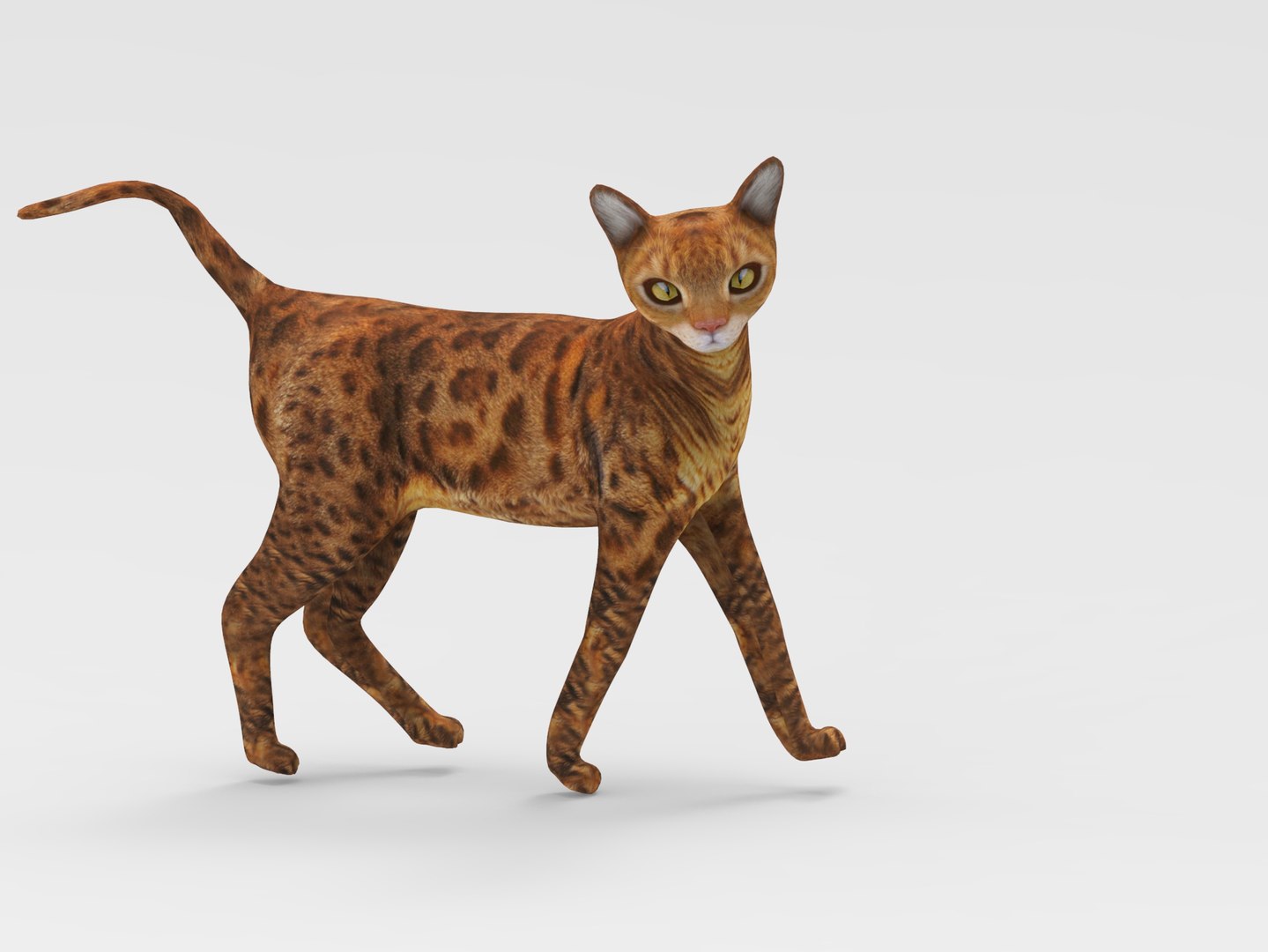 Cat Rigged 3D Model - TurboSquid 1161442