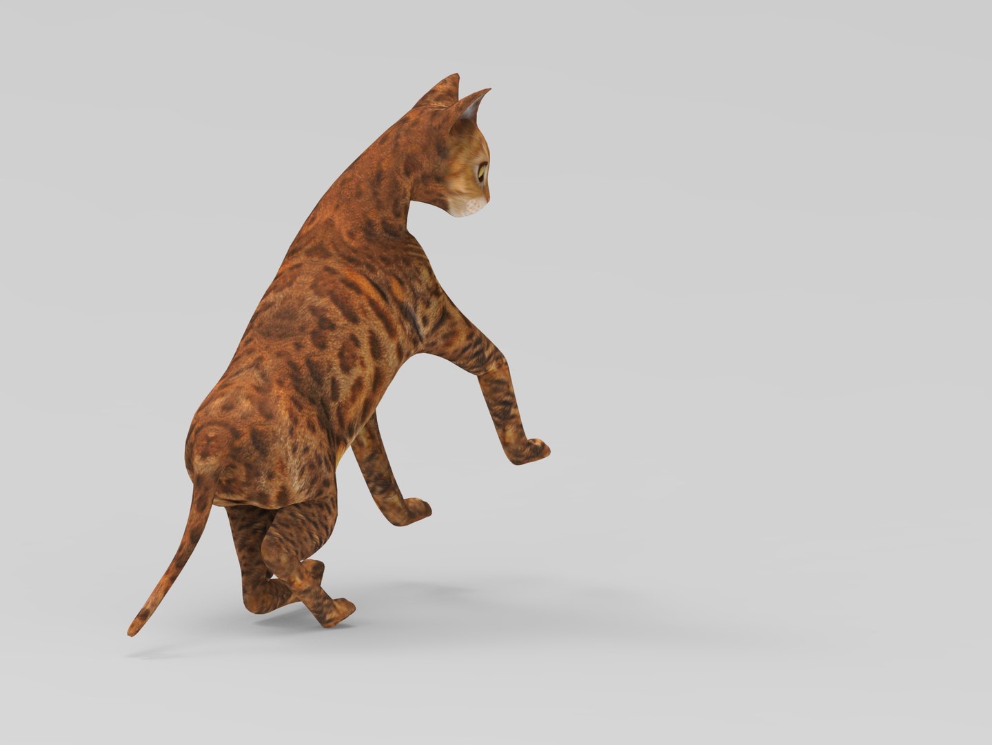 Cat Rigged 3D Model - TurboSquid 1161442