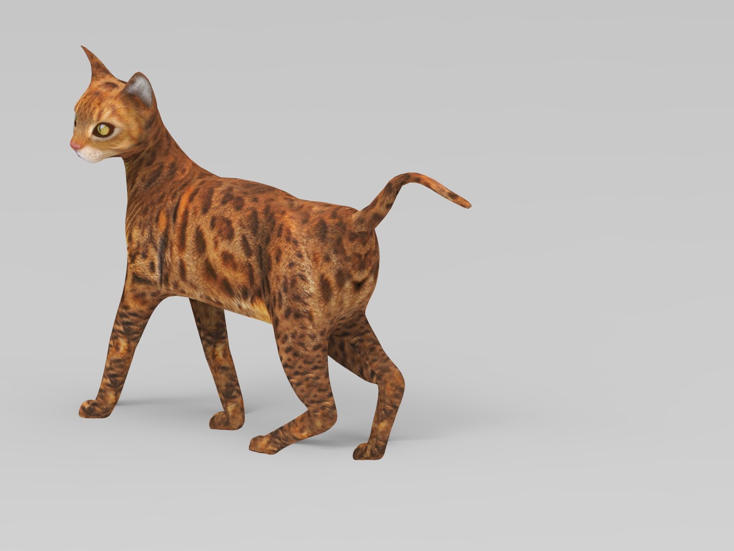 Cat Rigged 3D Model - TurboSquid 1161442