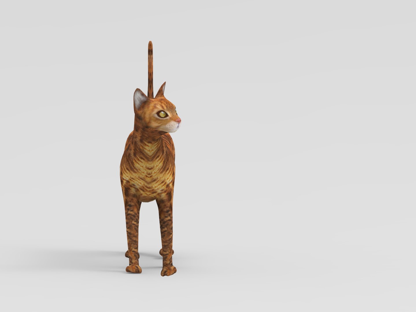 Cat rigged 3D model - TurboSquid 1161442