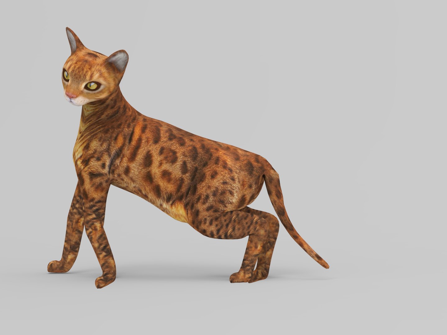 Cat rigged 3D model - TurboSquid 1161442