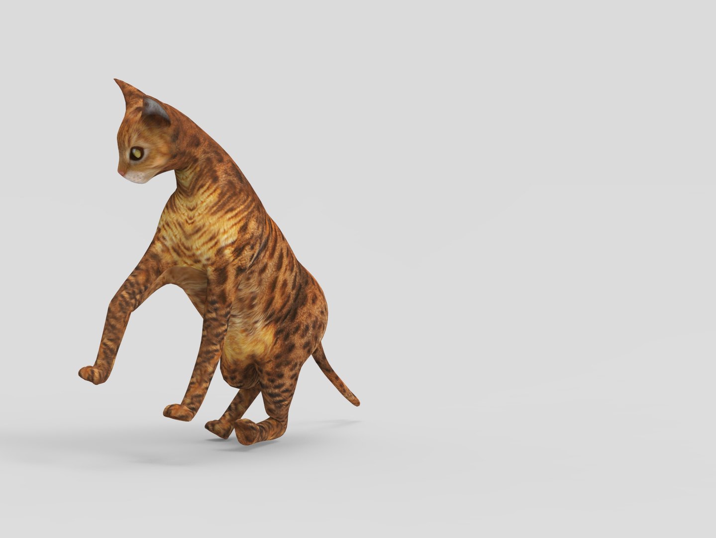 Cat Rigged 3D Model - TurboSquid 1161442
