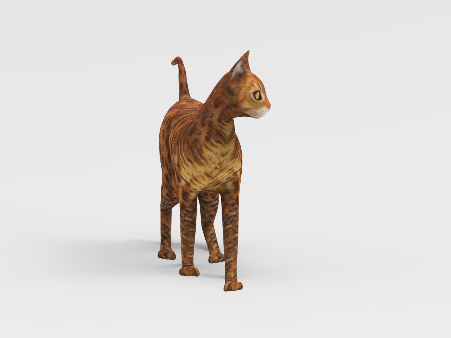 Cat Rigged 3D Model - TurboSquid 1161442