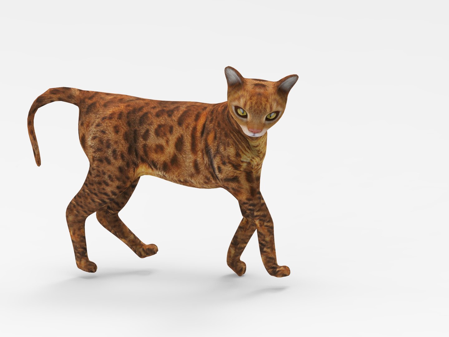 Cat rigged 3D model - TurboSquid 1161442