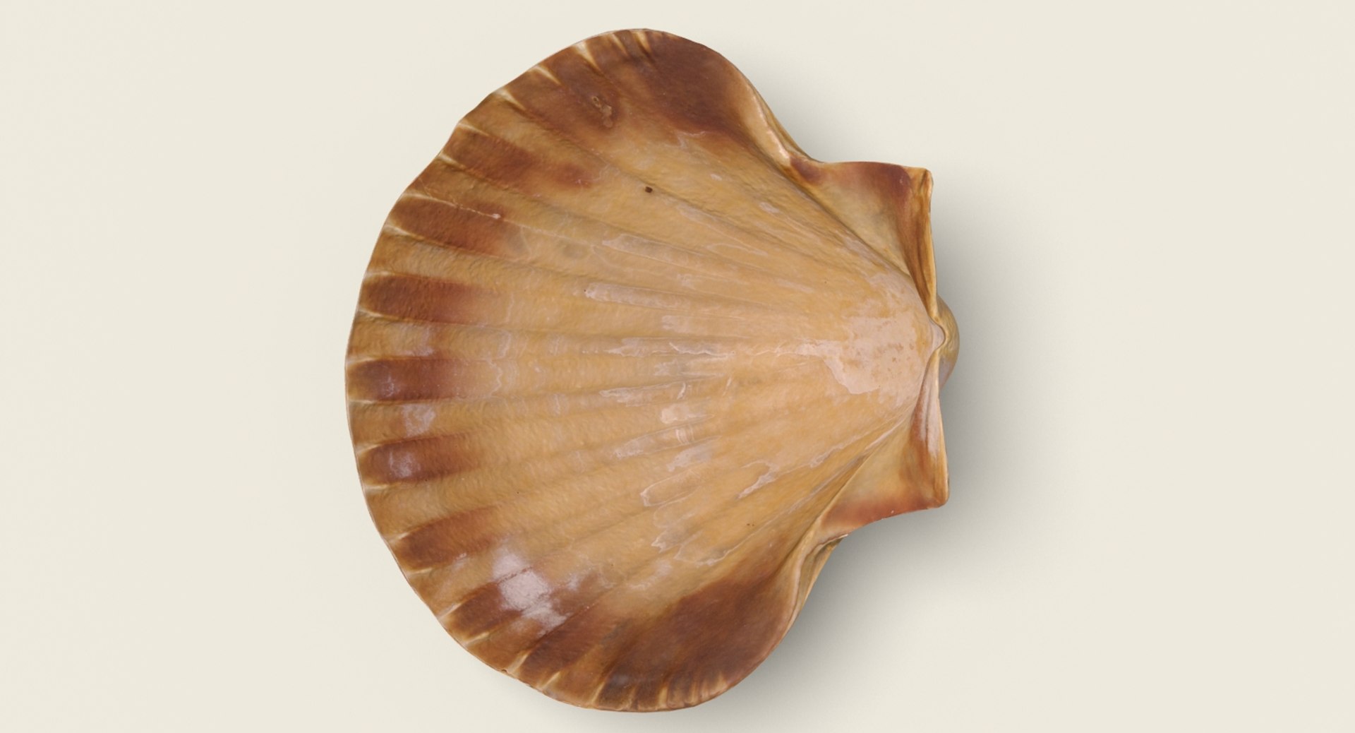 3d Shell Ready Unreal