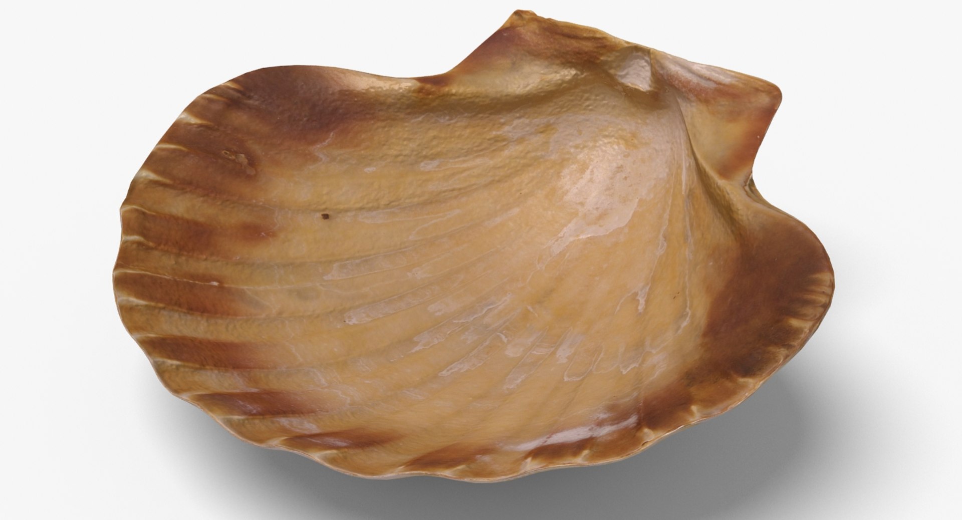 3d Shell Ready Unreal