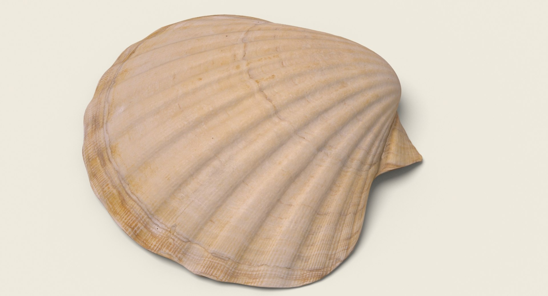 3d Shell Ready Unreal