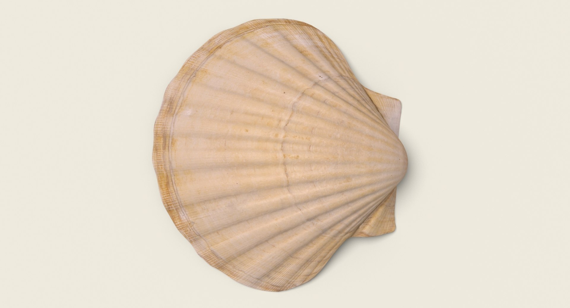 3d Shell Ready Unreal