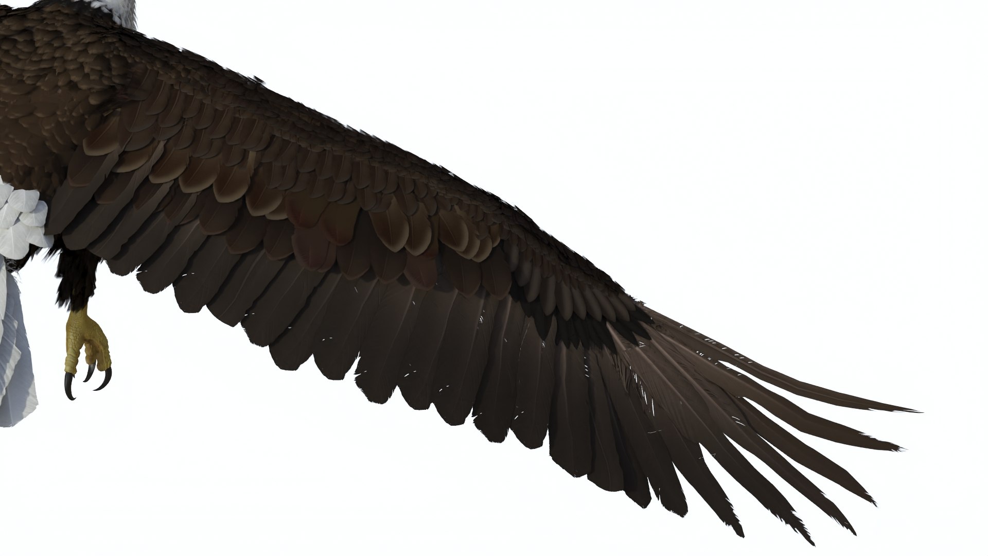 Realistic Flying Bald Eagle 3D Model - TurboSquid 2262312