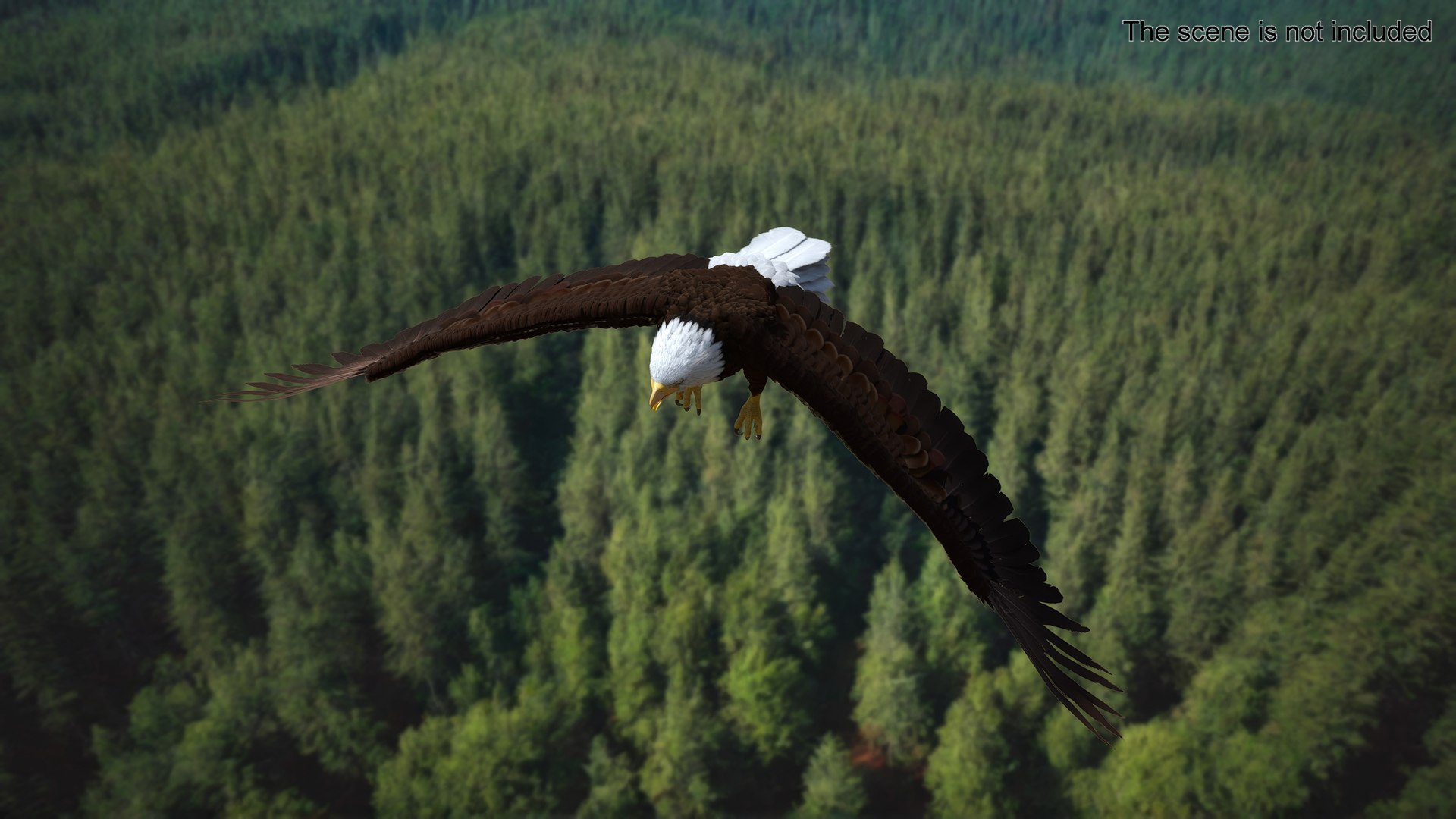 Realistic Flying Bald Eagle 3D Model - TurboSquid 2262312