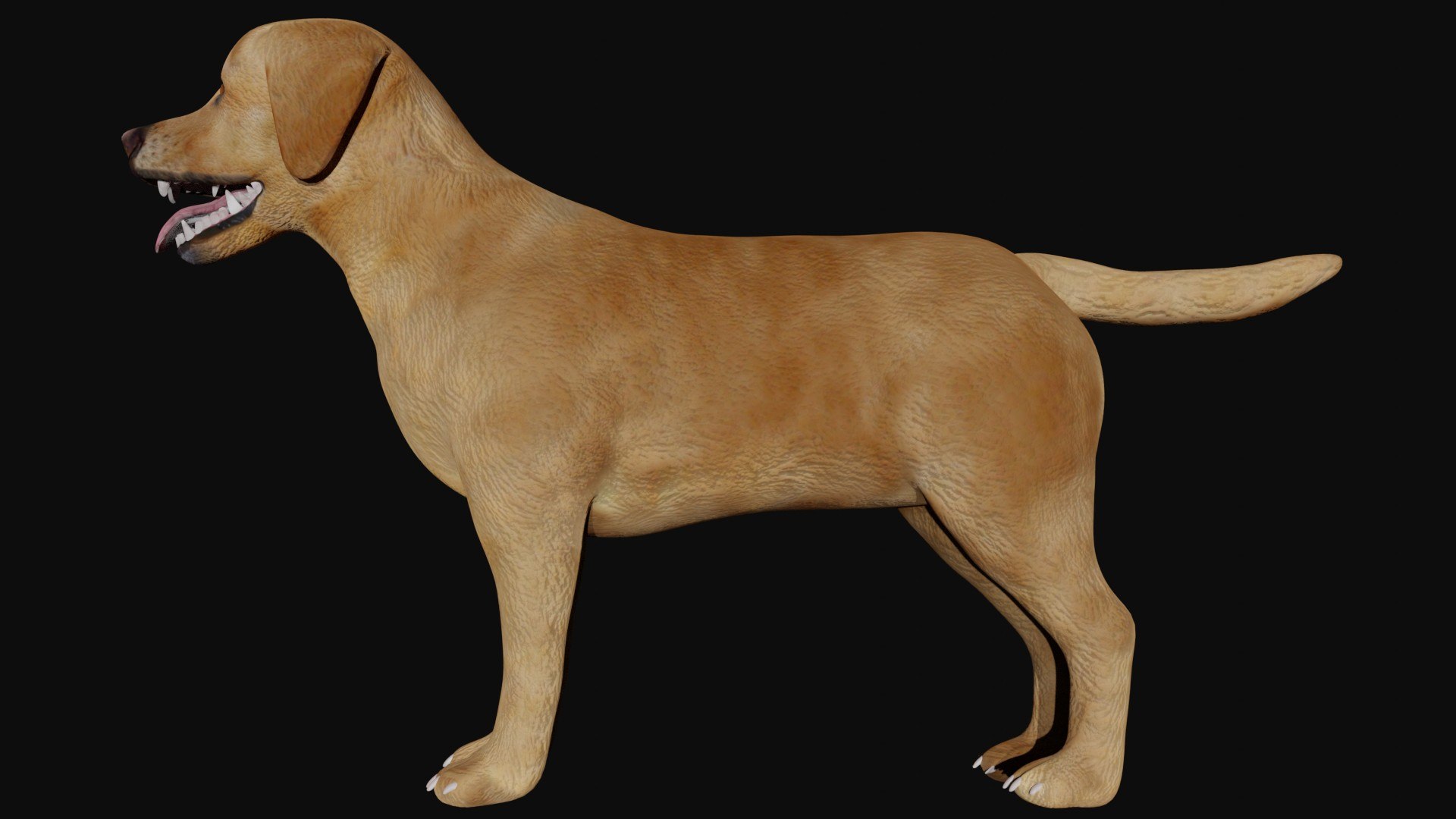 Labrador 3D - TurboSquid 1746044