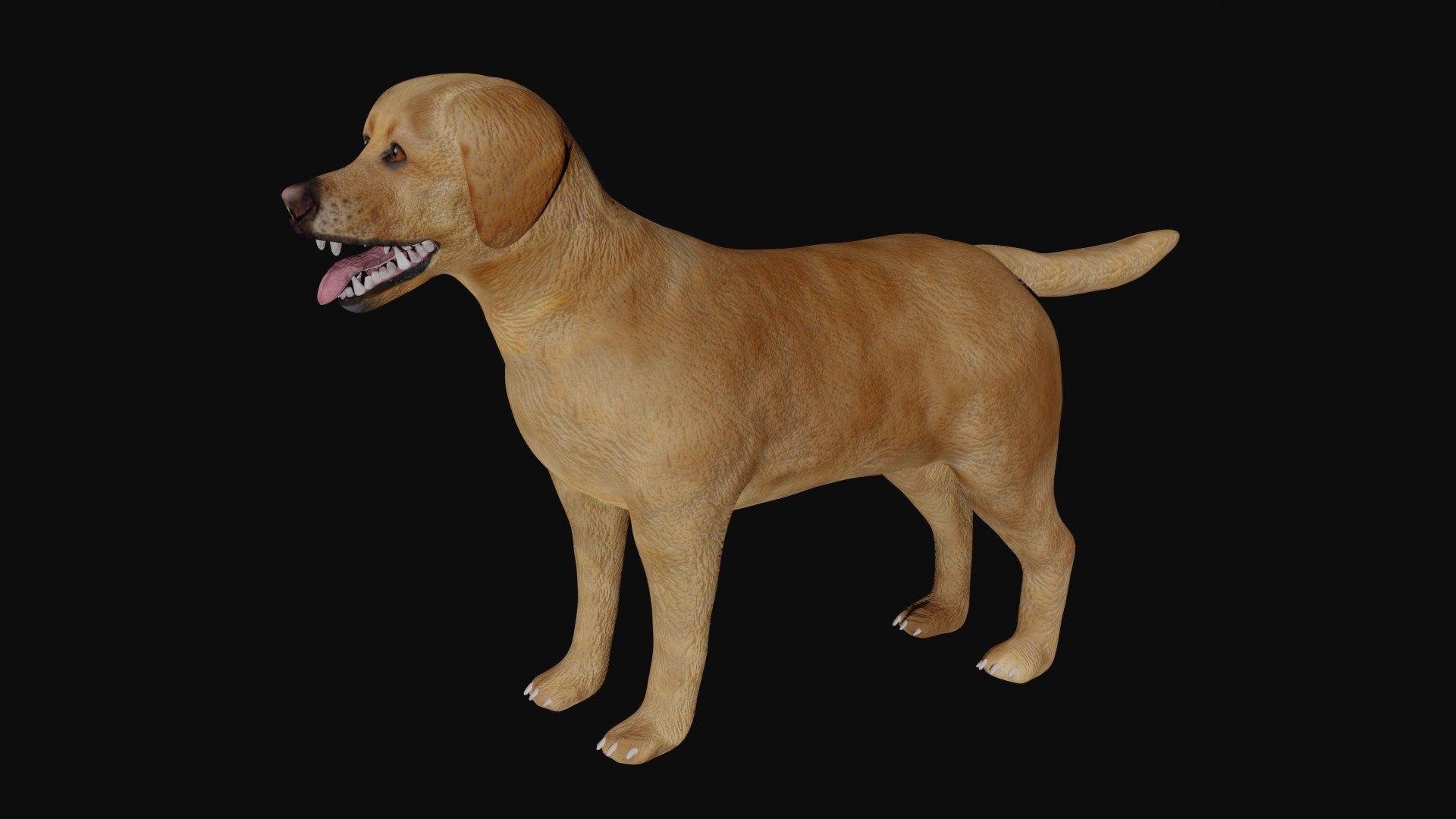 Labrador 3D - TurboSquid 1746044
