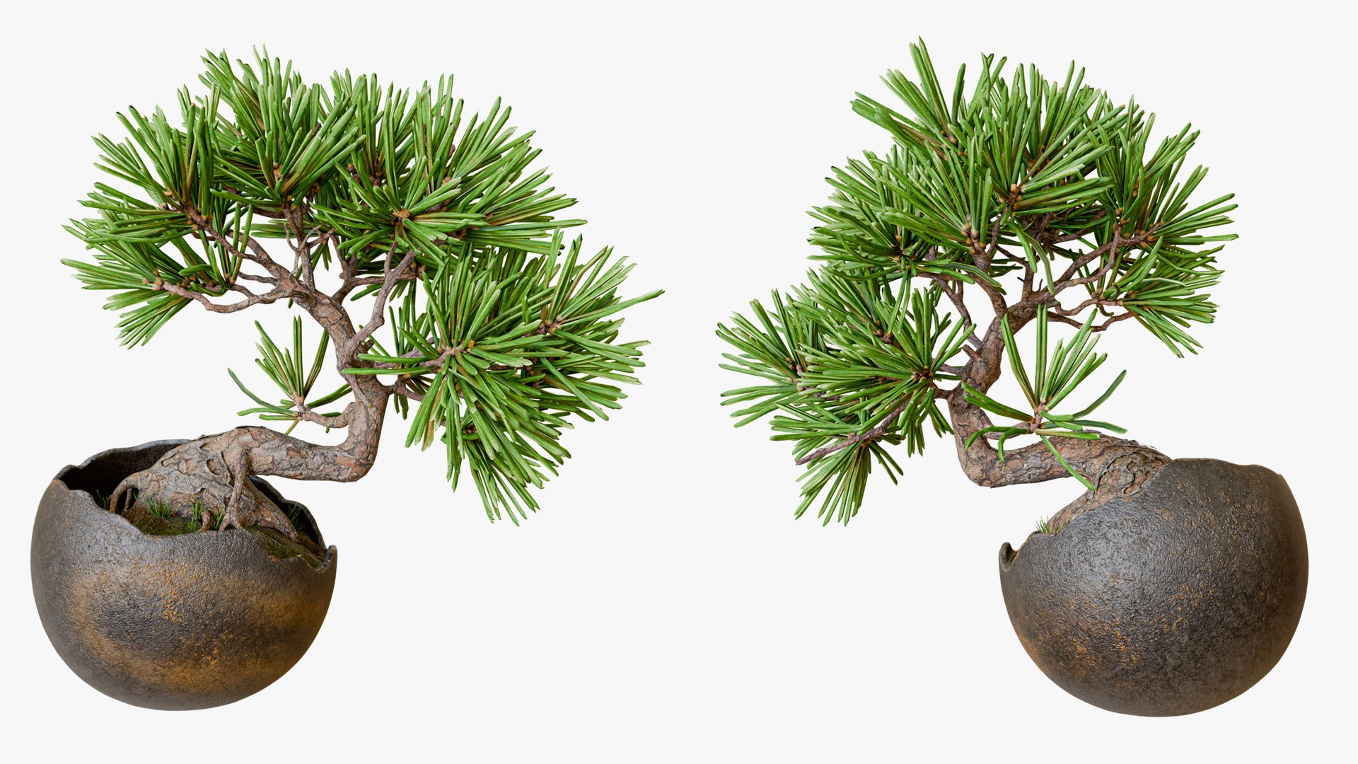 Decorative Small Pine Tree Bonsai Model - TurboSquid 2259282