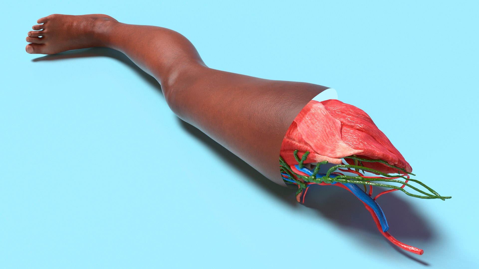 3D Full Anatomy And Skin Leg Of The Afro Female - TurboSquid 2364965