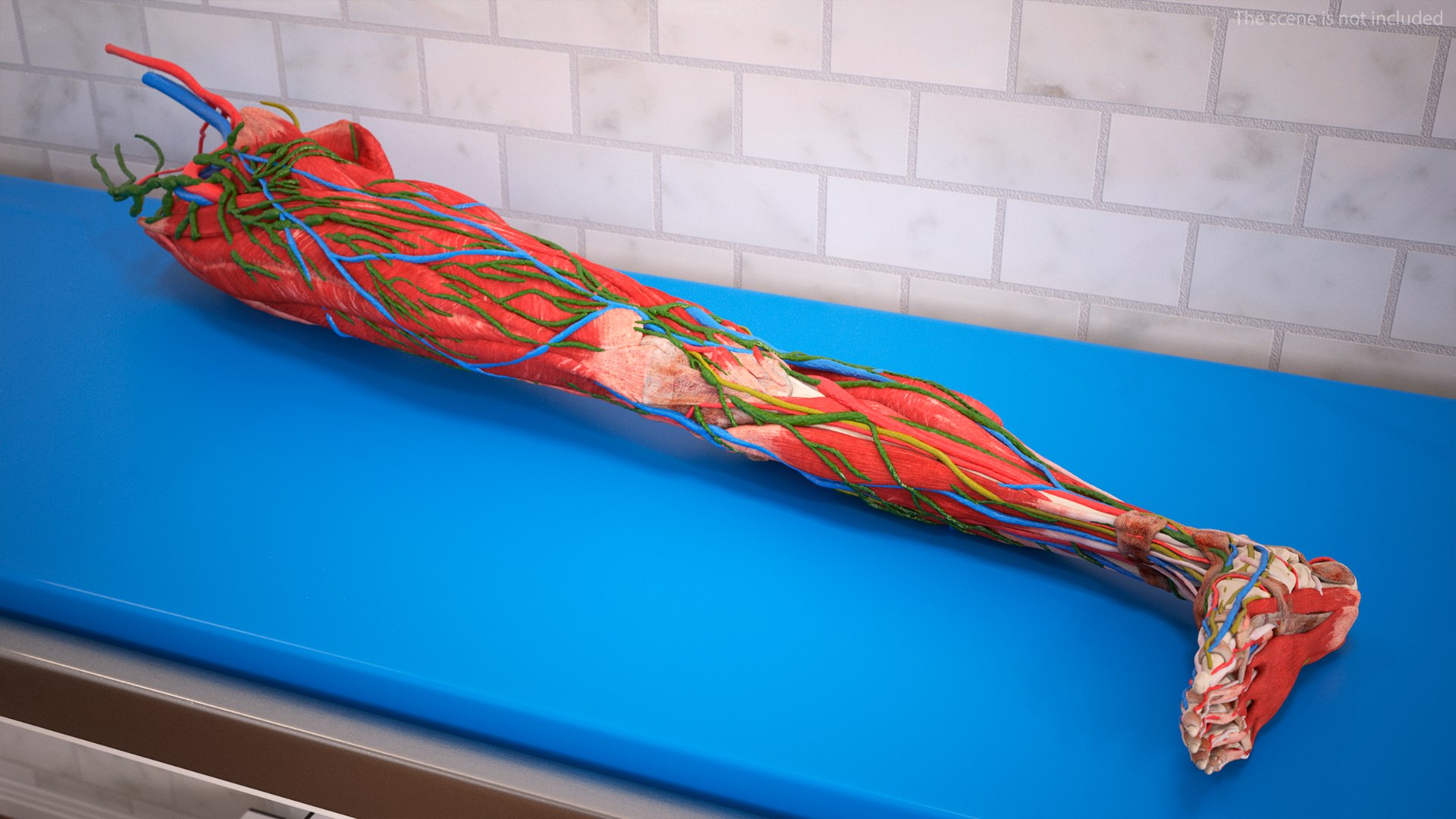 3D Full Anatomy And Skin Leg Of The Afro Female - TurboSquid 2364965