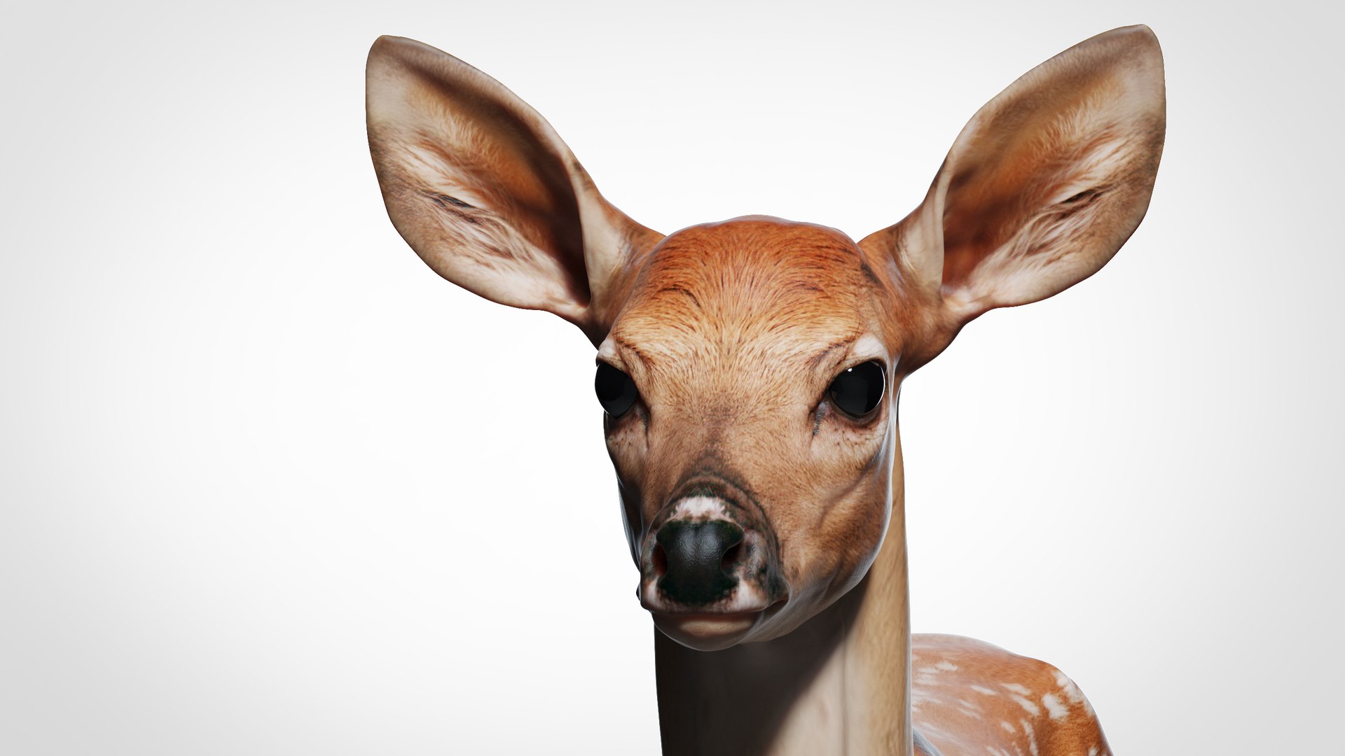 Deer Model - TurboSquid 1691058