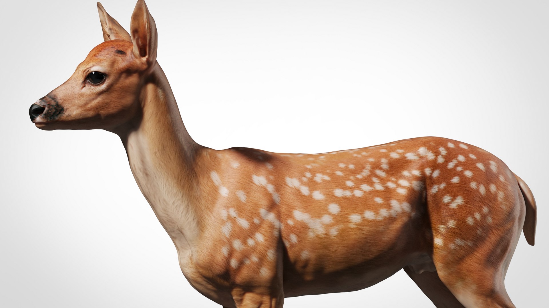 Deer Model - TurboSquid 1691058