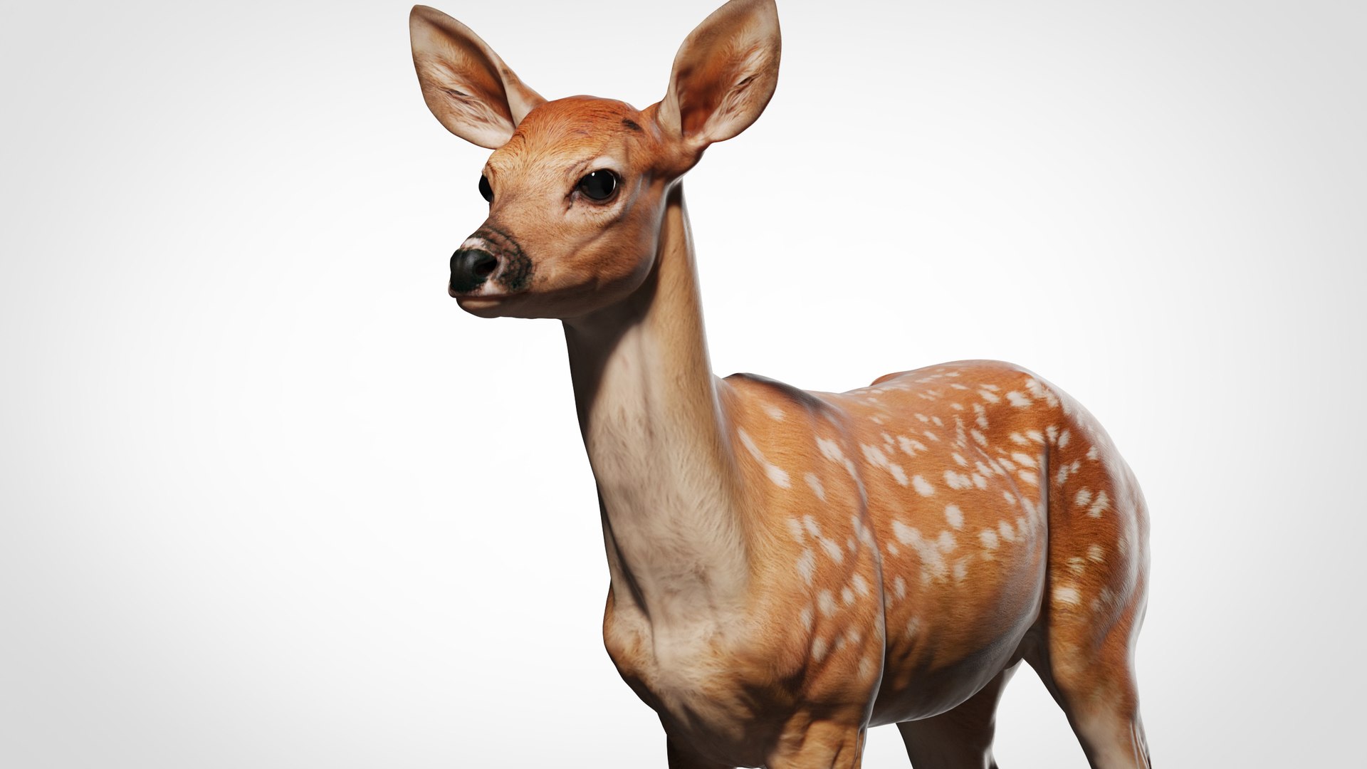 Deer Model - TurboSquid 1691058
