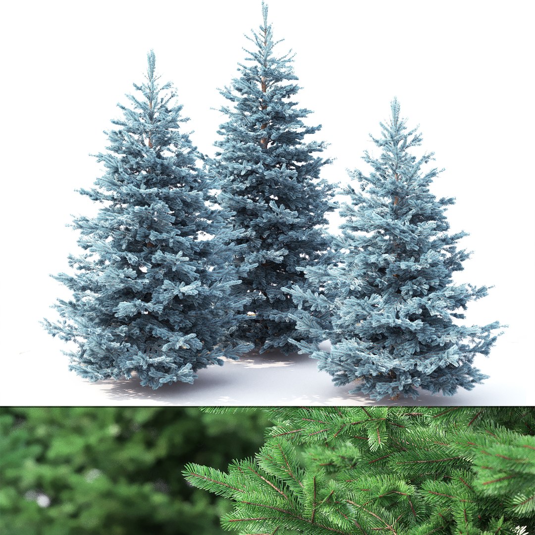 Spruce Tree Nature 3D Model - TurboSquid 1693730