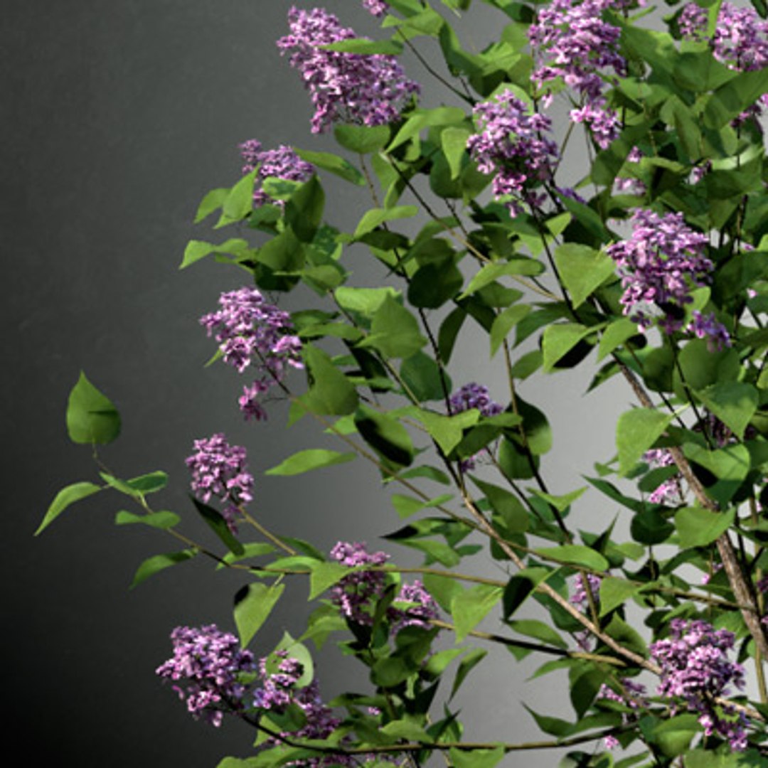 Shrubs Lilac 3d Model
