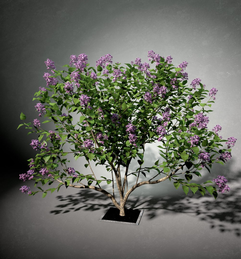 Shrubs Lilac 3d Model
