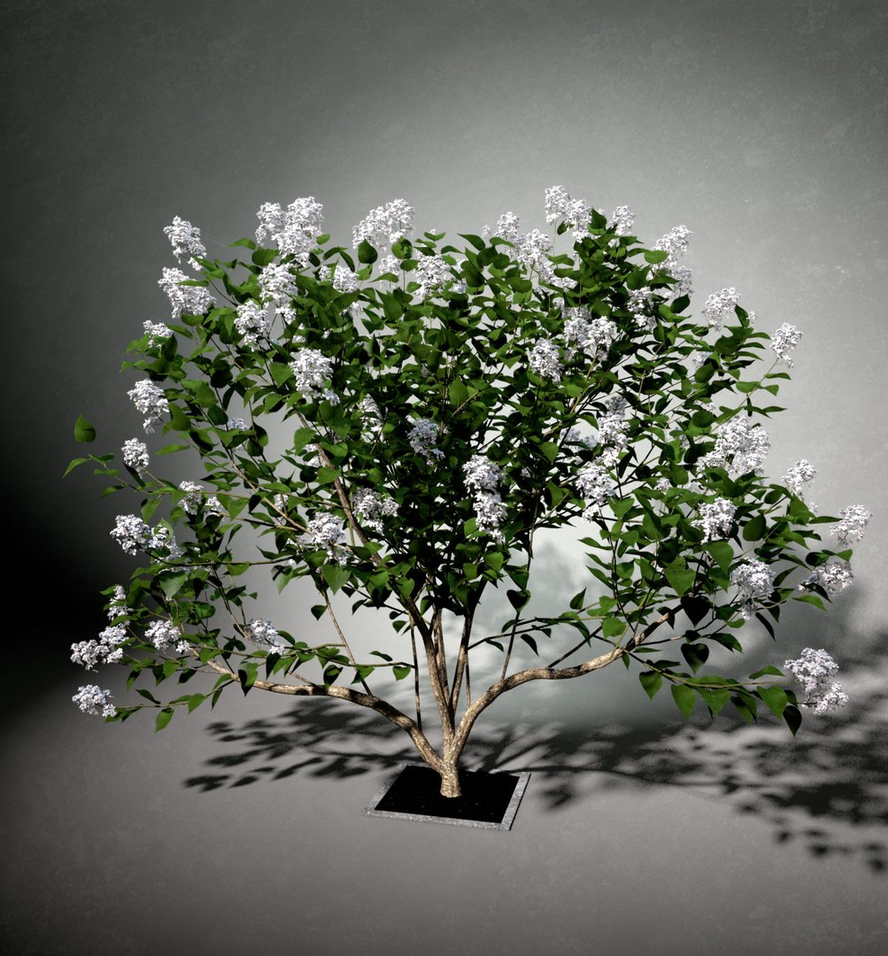 Shrubs Lilac 3d Model