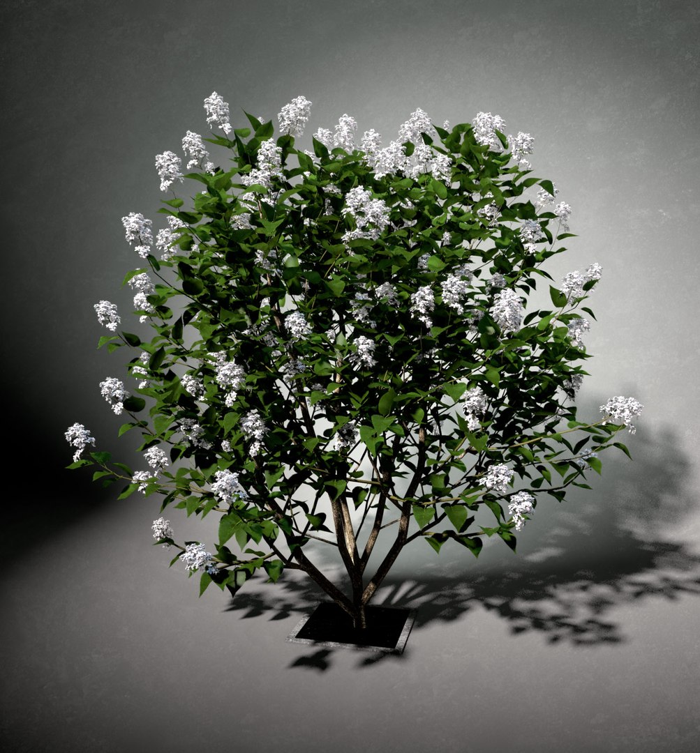 Shrubs Lilac 3d Model