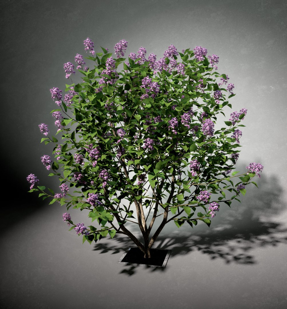 Shrubs Lilac 3d Model
