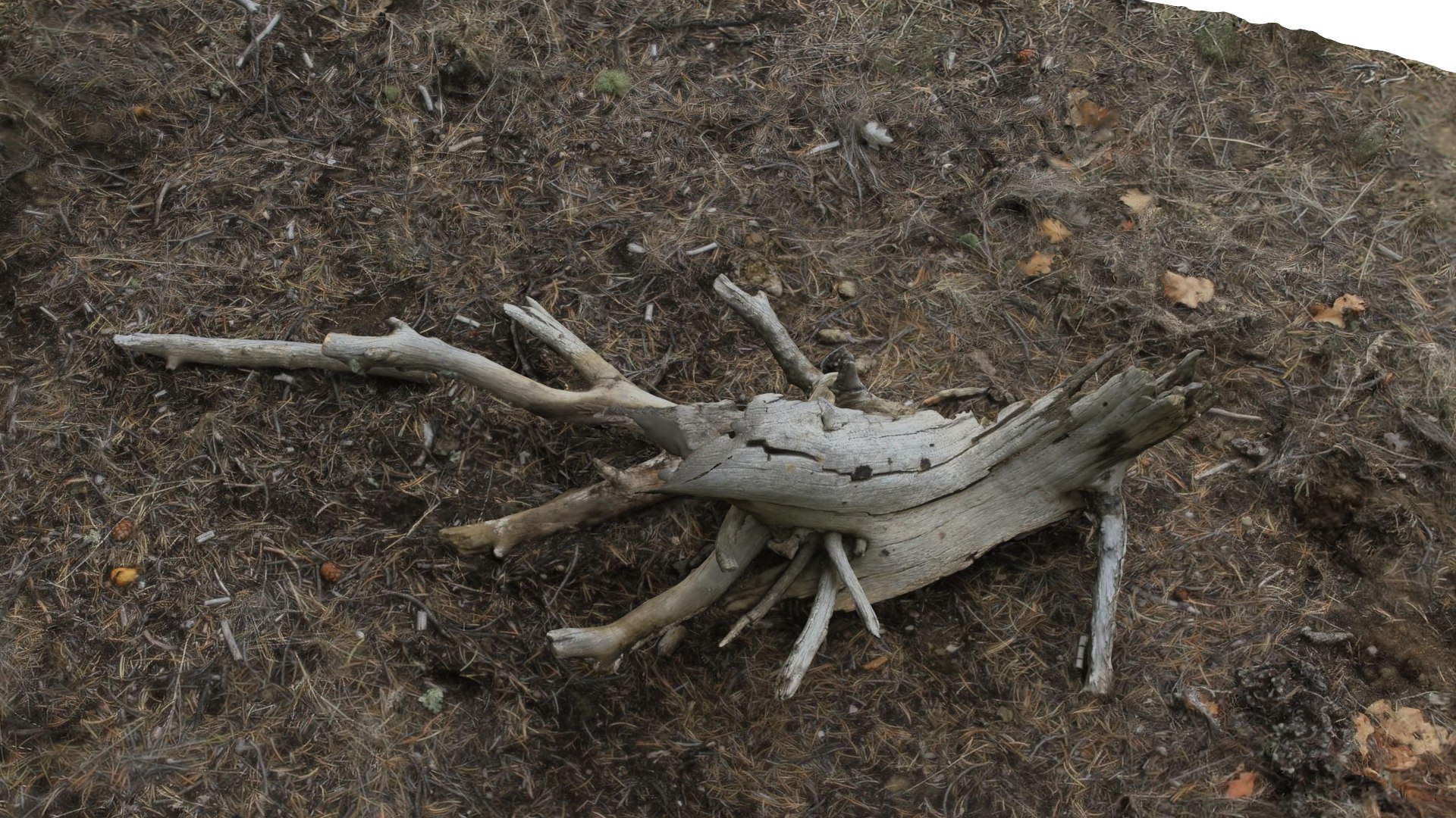 Rotten pine tree stump 3D model - TurboSquid 1391939