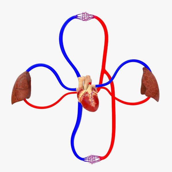 modelo 3d Sistema de doble circulación - TurboSquid 2186711