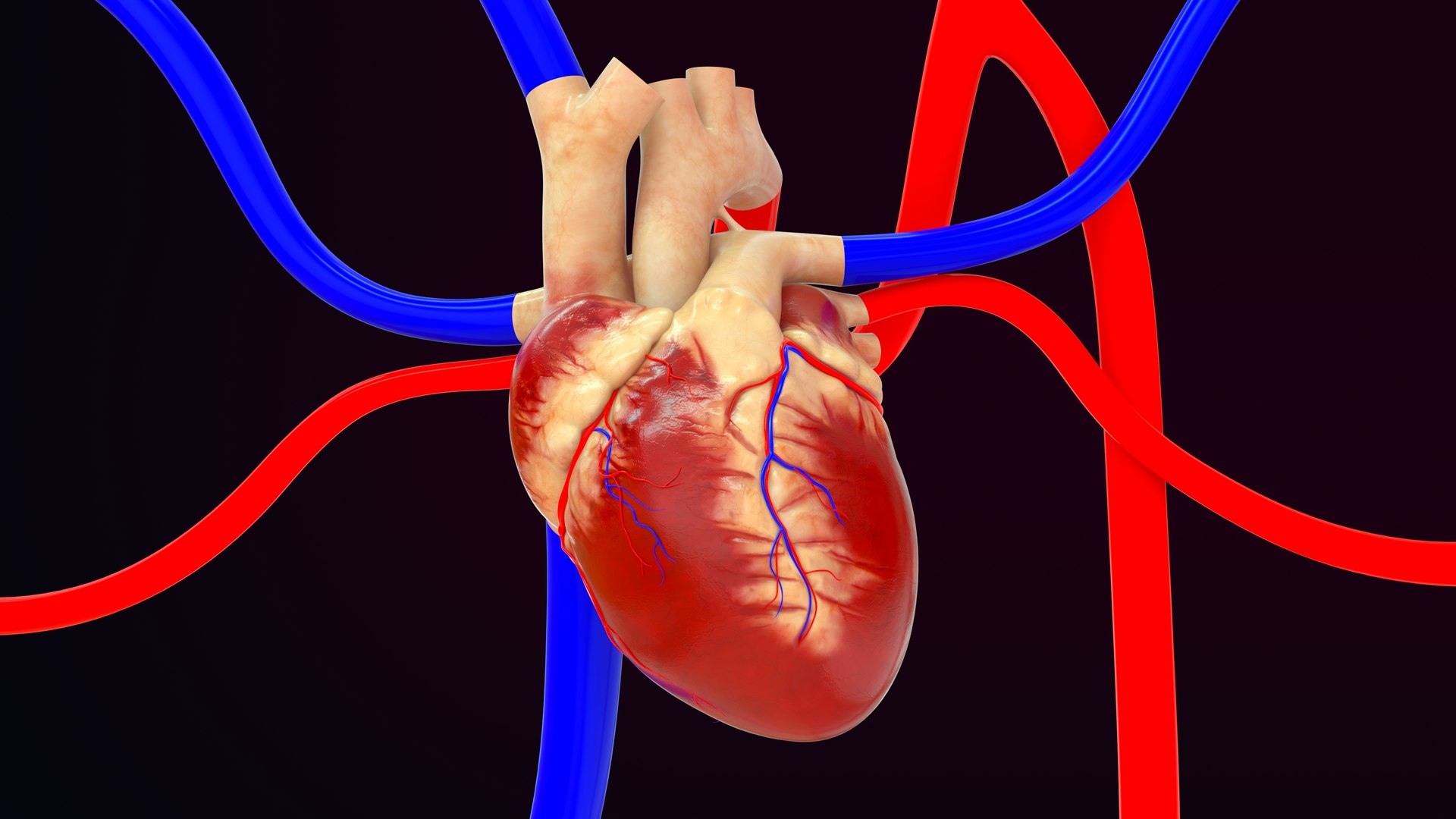 3D Double Circulation System - TurboSquid 2186711