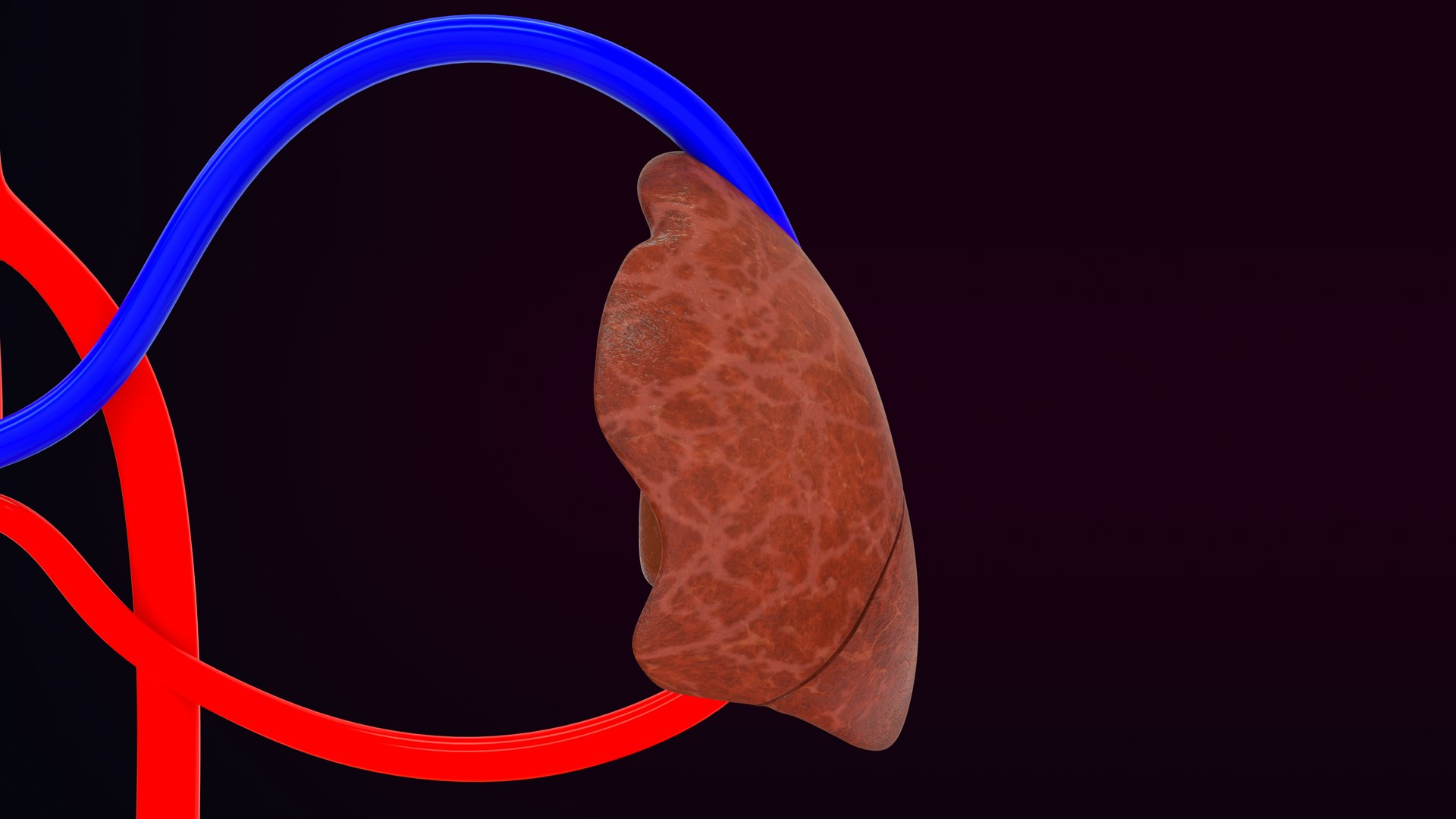 3D Double Circulation System - TurboSquid 2186711