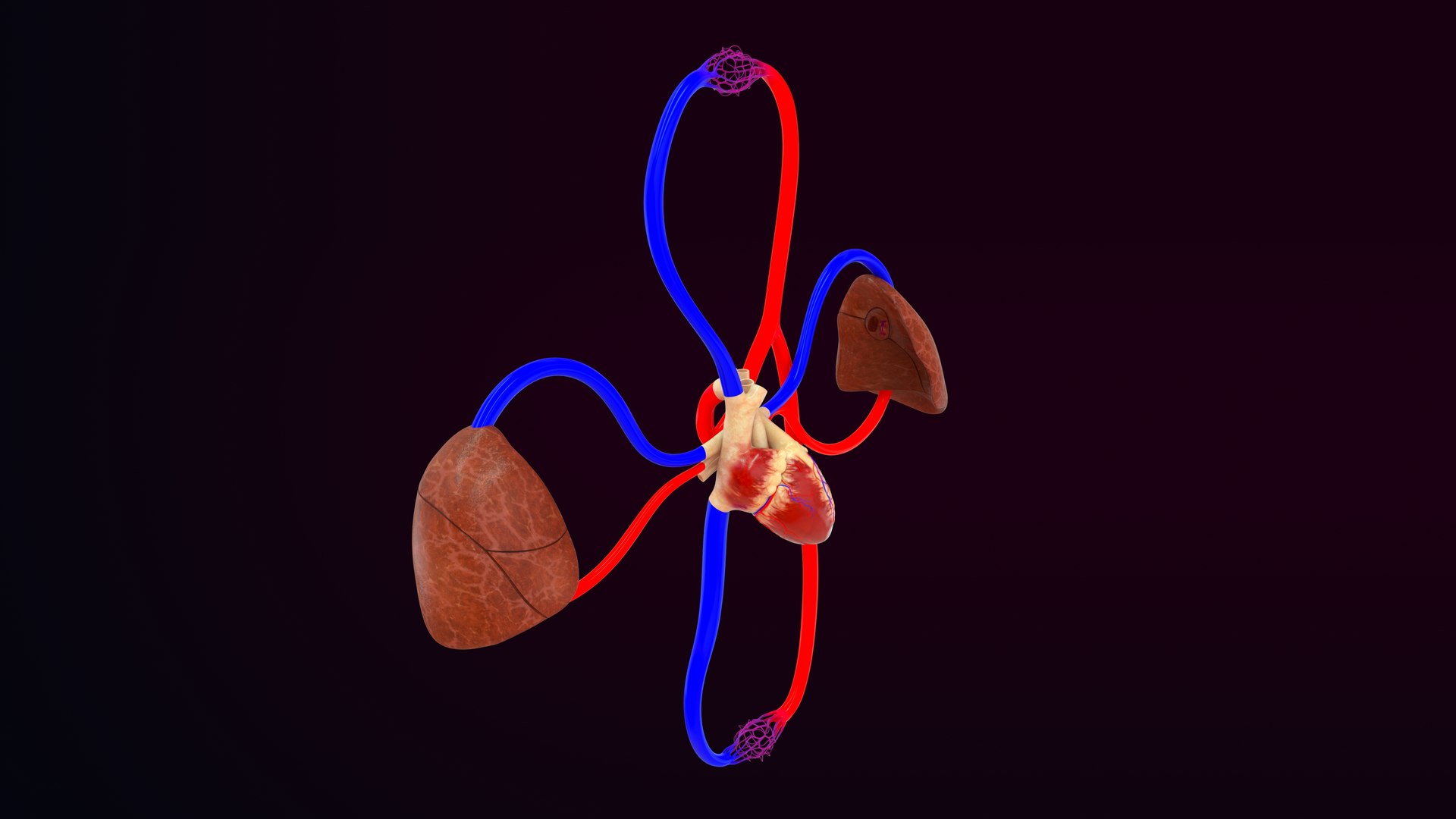 3D Double Circulation System - TurboSquid 2186711