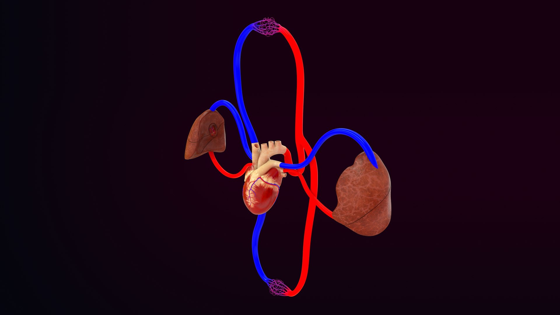 3D Double Circulation System - TurboSquid 2186711