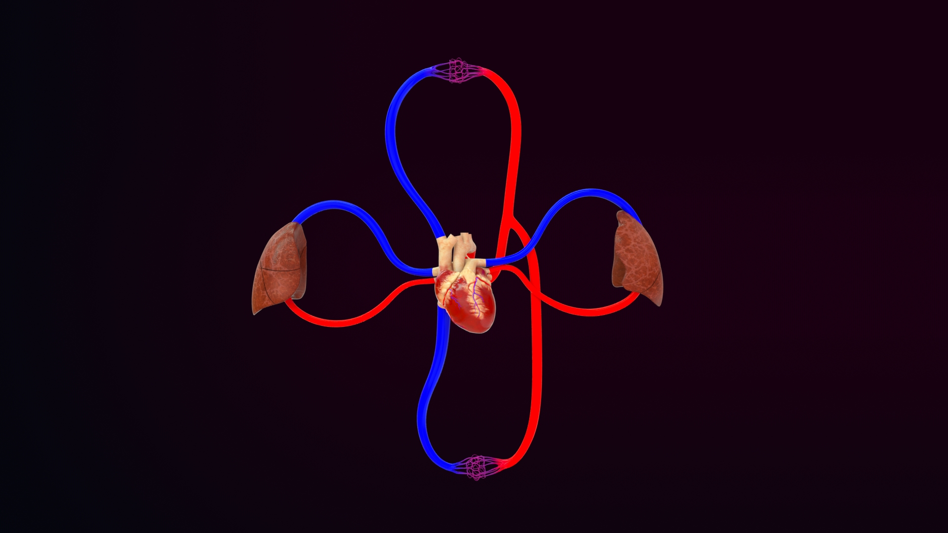 3D Double Circulation System - TurboSquid 2186711