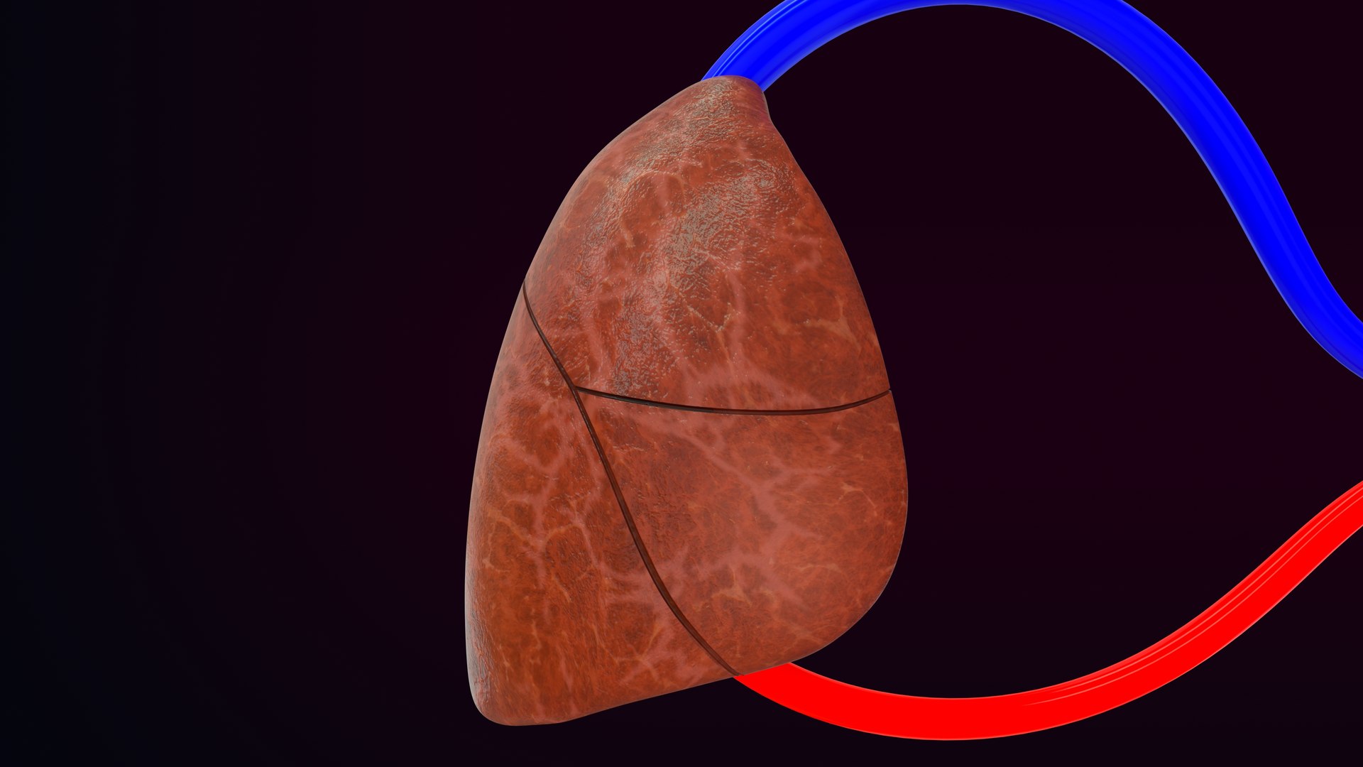 3D Double Circulation System - TurboSquid 2186711