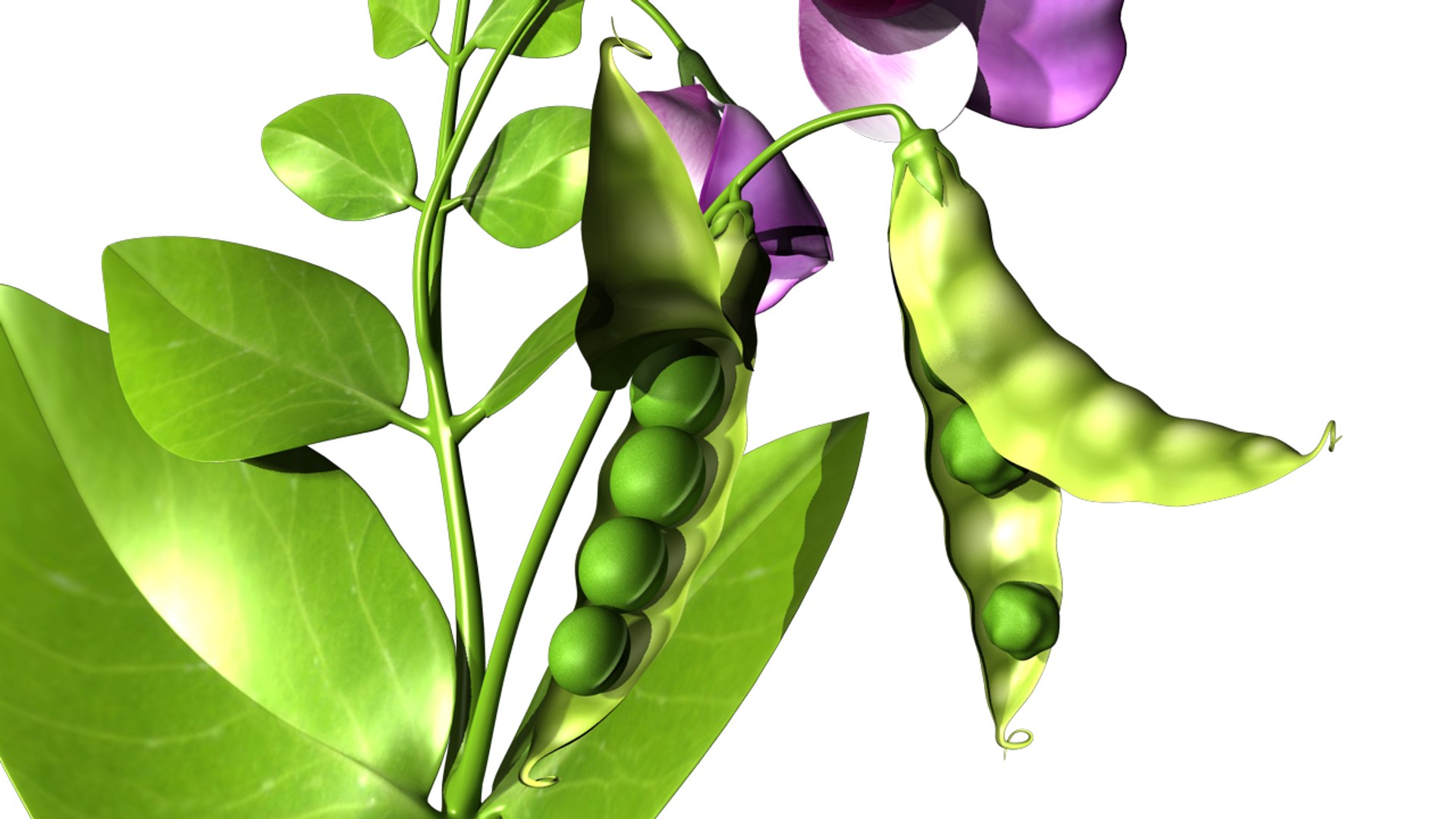 3d Model Pea Pod Flower
